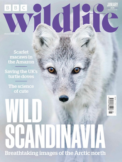 Bbc Wildlife Magazine January 2025 Issue 525